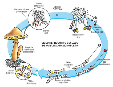 Reino Fungi :: Sala de Estudos Ursa Maior